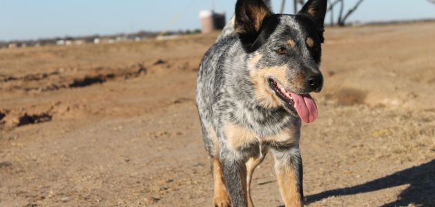 Longest Living Pets and Breeds Plus Care Tips for Longevity